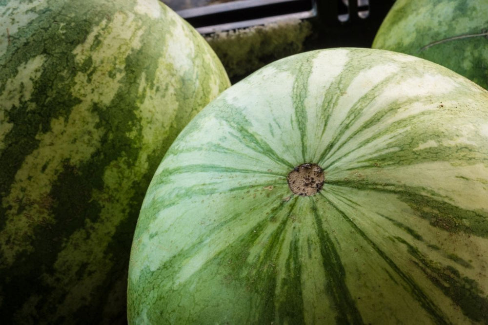 How to Grow Watermelons | Urban Revolution - Urban Revolution Australia