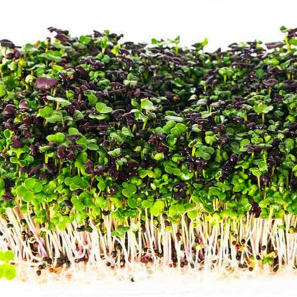 Microgreen/Sprouting Seeds - Asian Green Mix | Urban Revolution - Urban ...