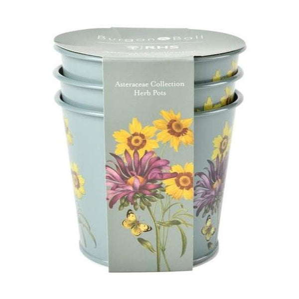 RHS Gift Herb Pots Set of 3- Asteraceae - Urban Revolution Australia