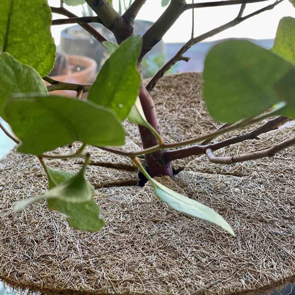 Coir Mulch Mat for Pot Plants - Round | Urban Revolution - Urban ...